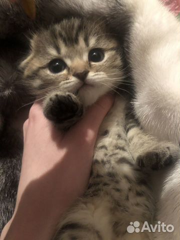 Шотландские вислоухие котята