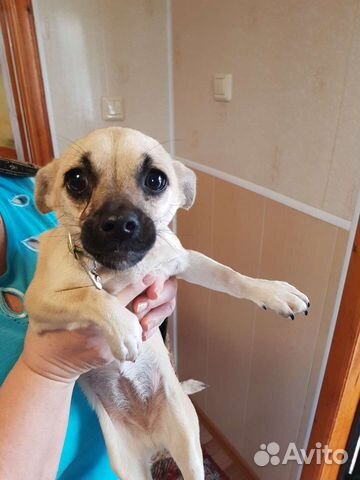 Найдена собака