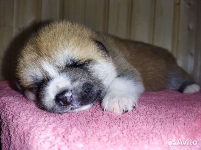 Щенки Акита ину