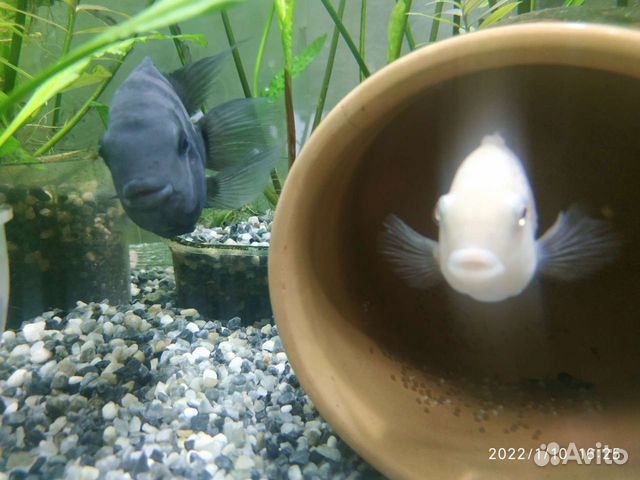 Рыбка Чернополосая цыхлозома