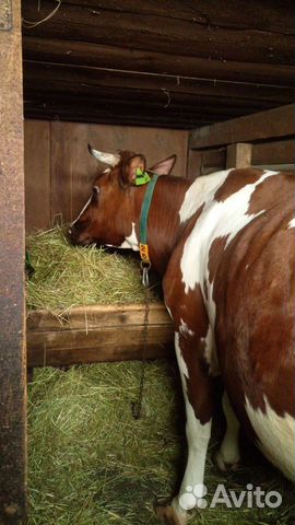 Айширская корова