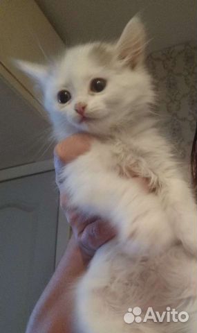 Котенок турецкая ангора