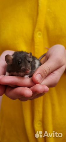 Декоративные крысята