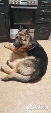 Собаки бесплатно в добрые руки