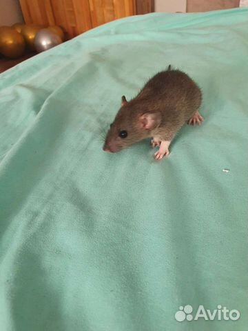 Крыса дамбо