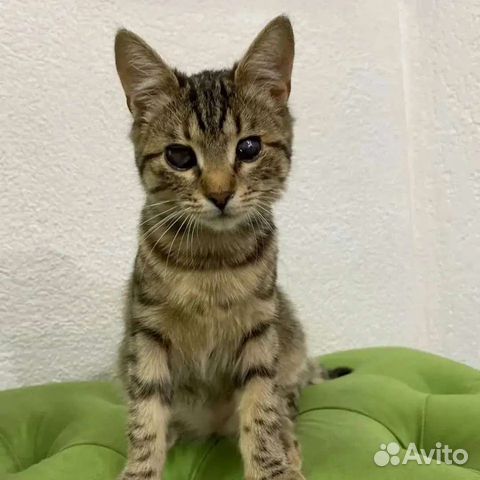 Кошка