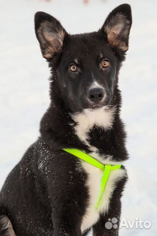 Марс ищет хозяина