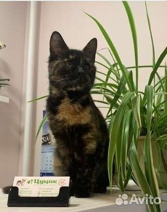 Кошка в дар