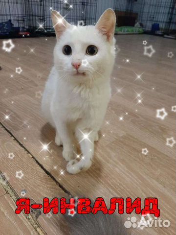 Котенок инвалид ищет добрые сердца