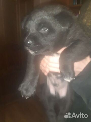 Собака в добрые руки щенок лайки