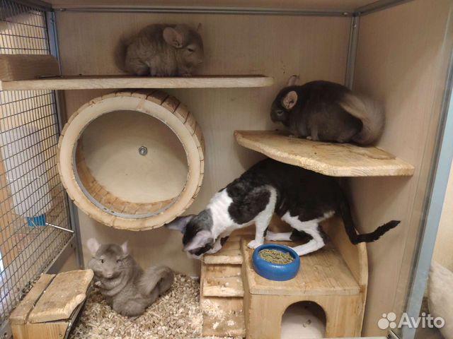 Шиншиллы с витриной