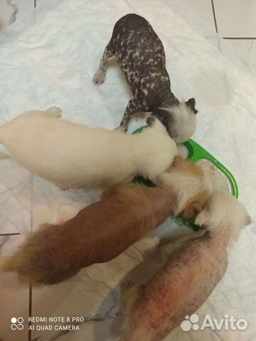 Щенки китайской хохлатой в добрые руки