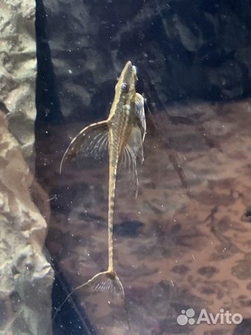 Стурисома панамская