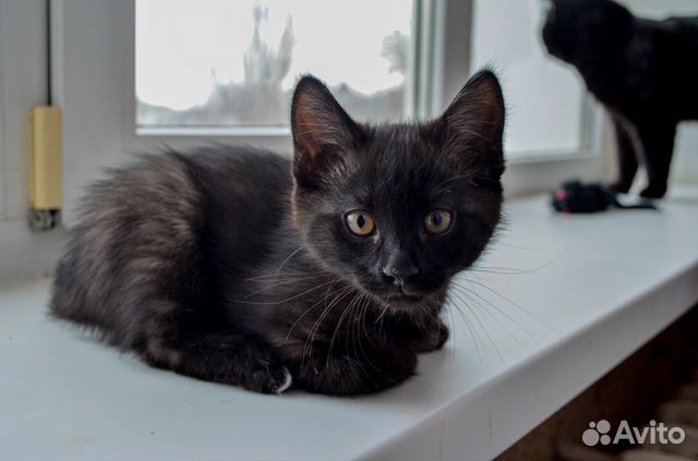 Продаются котята (британец/невская маскарадная)