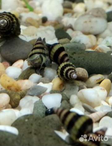 Улитка Хилена, отличный помощник в борьбе с сорным