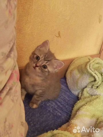 Шотландский котик