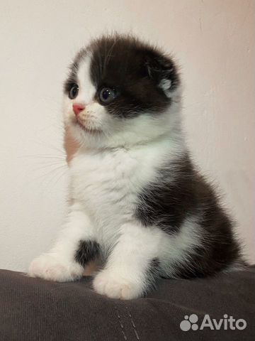 Шотландский вислоухий котёнок