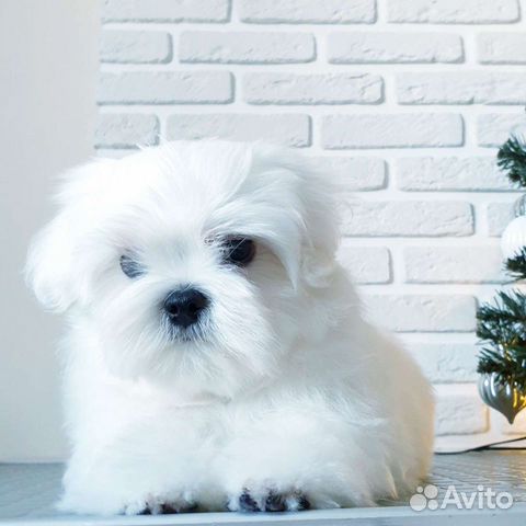 Мальчик мальтезе