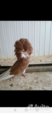 Голуби Якобины