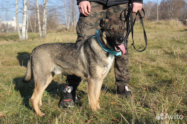 Собака бесплатно