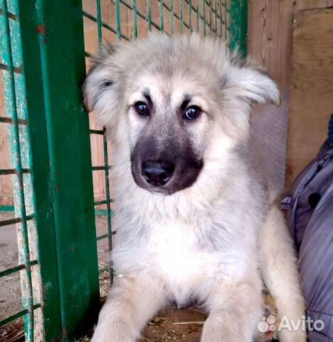 Щенок в добрые руки