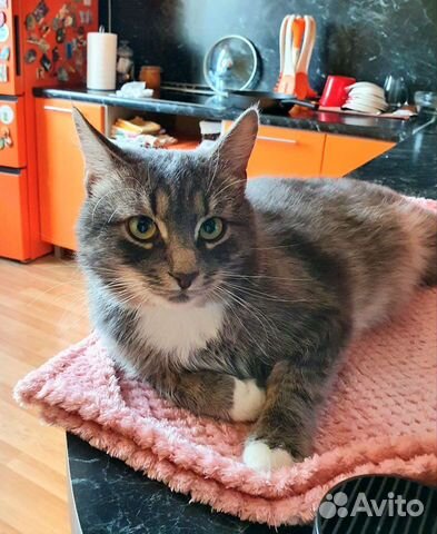 Ласковый кот Ромео