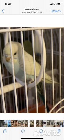 Волнистый попугай самка