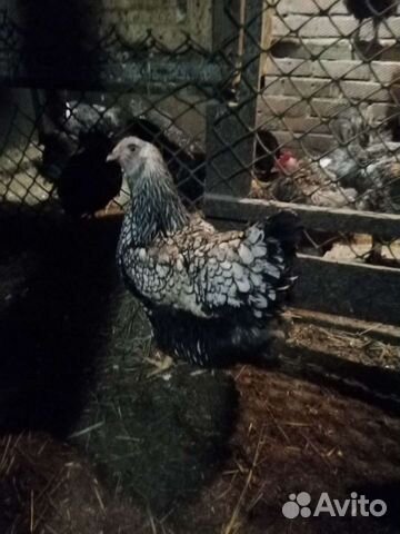 Цыплята породы виандот и инкубационное яйцо