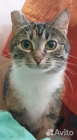 Морковка не хочет возвращаться на улицу