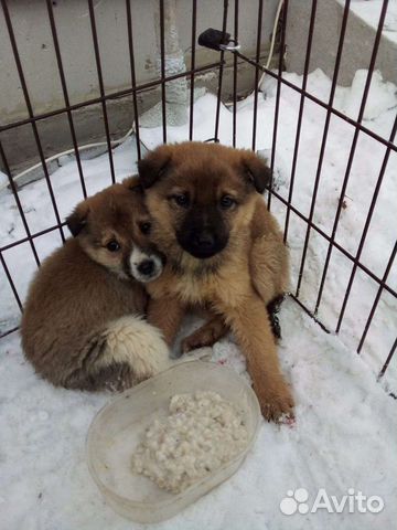 Собаки бесплатно в добрые руки щенки