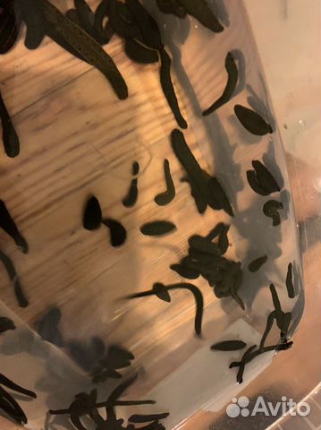 Пиявки медицинские