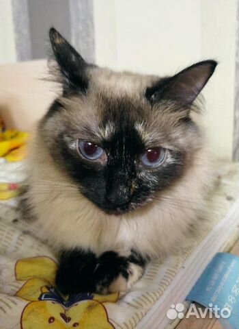 Кошка в дар,кошечка 3 года зовут Ромашка,мама сиам