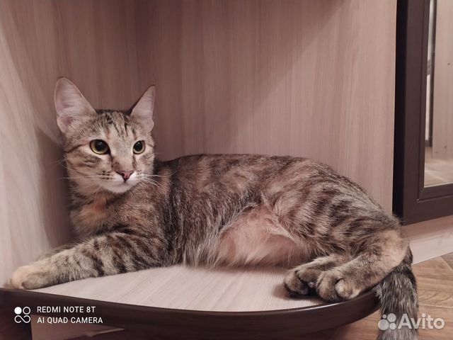 Кошечка Нюша ищет дом
