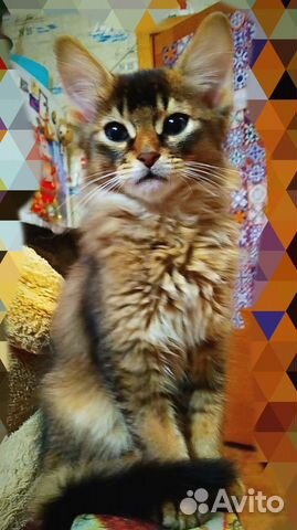 Домашний любимец - котик