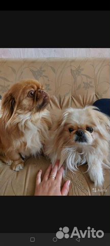 Щенки пекинеса