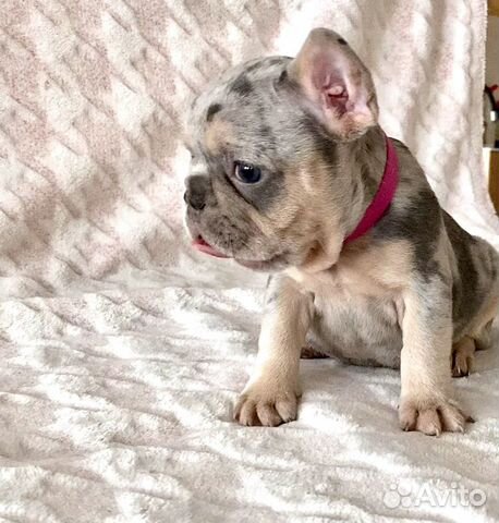 Девочка лилак тан мерле