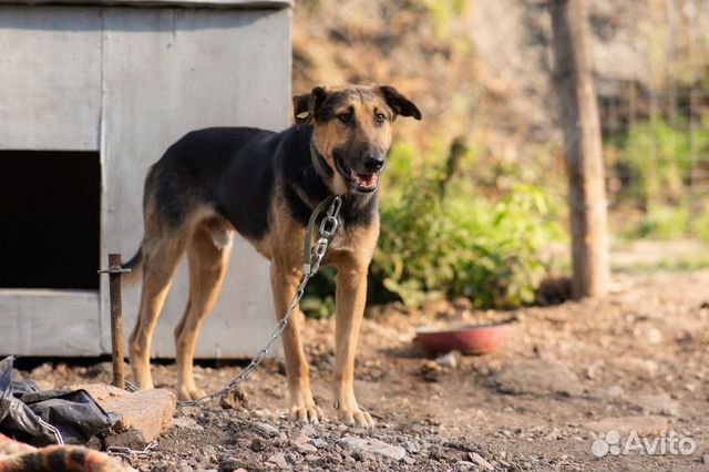 Умный пес ищет дом