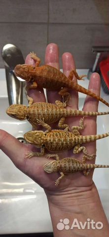 Бородатая агама