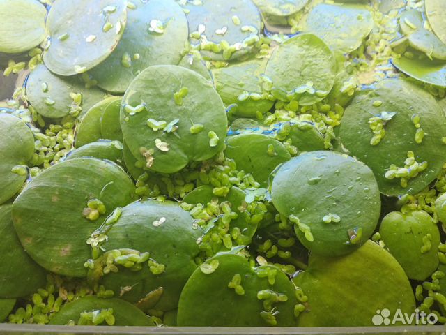 Лимнобиум, ампулярии и мелании