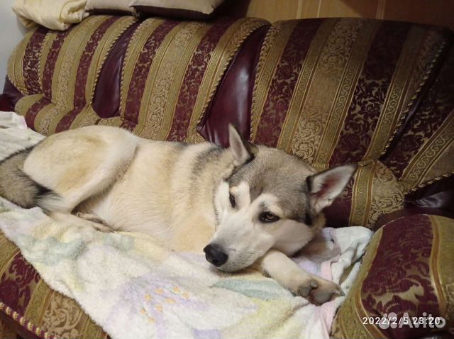 Сибирский хаски