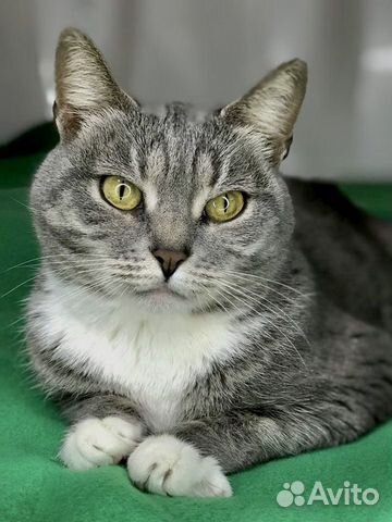 Космическая Василиса ищет дом