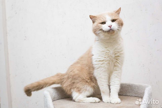 Мудрый рыжий кот