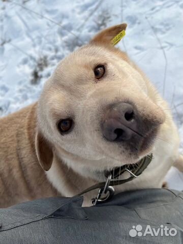 Шарпей помесь