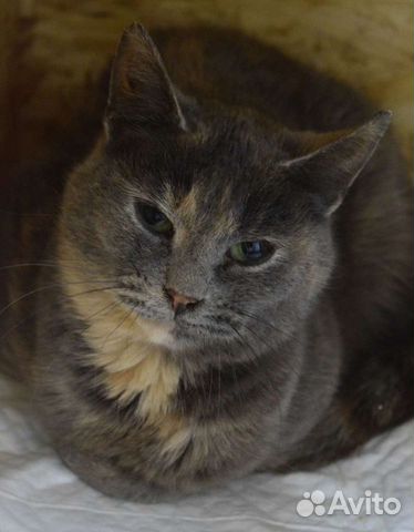 Серая кошечка в добрые руки