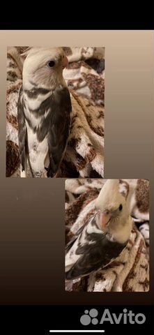 Попугай корелла самец