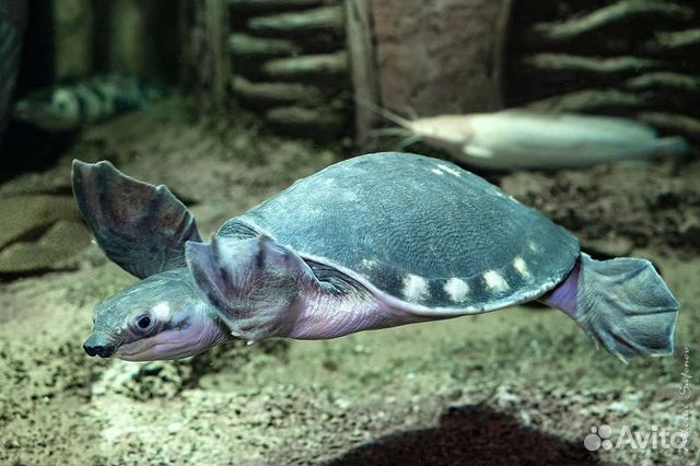 Свинорылая черепаха