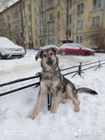 Собака средняя ищет дом