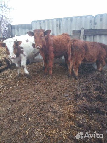 Об меняю бычков на двух коров