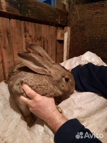 Кролики мясных пород