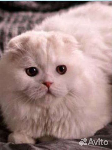 Шотландский вислоухий кот на вязку 2.5 года